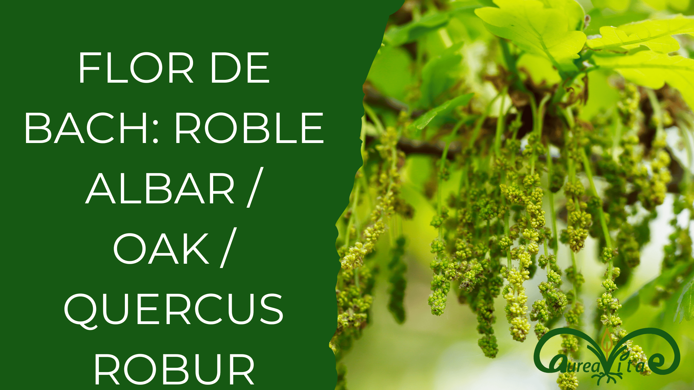 Flor de Bach: ROBLE ALBAR / OAK / Quercus robur